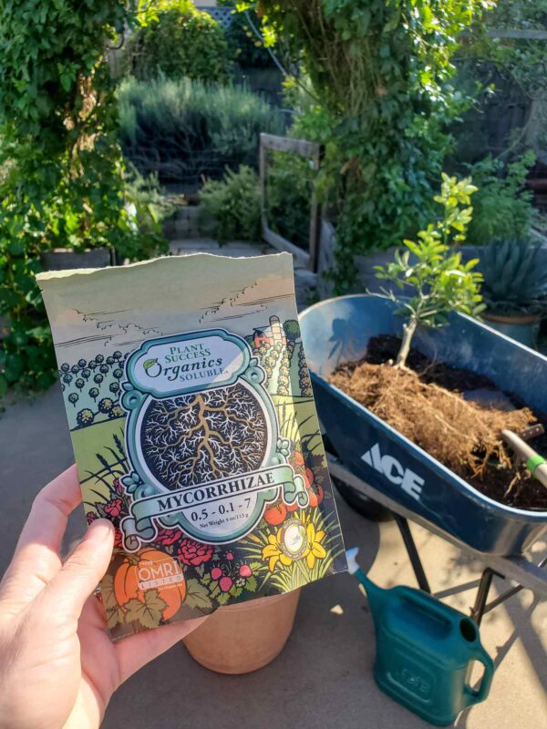 The Benefits of Using Mycorrhizae in the Garden ~ Homestead and Chill