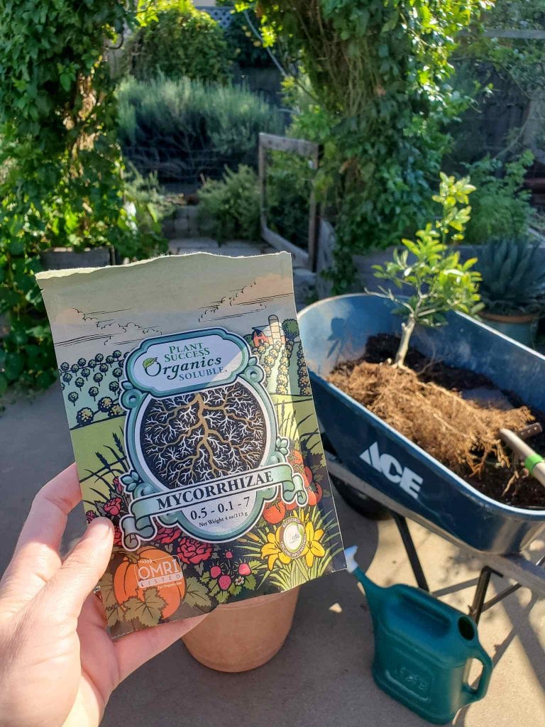 The Benefits of Using Mycorrhizae in the Garden ~ Homestead and Chill