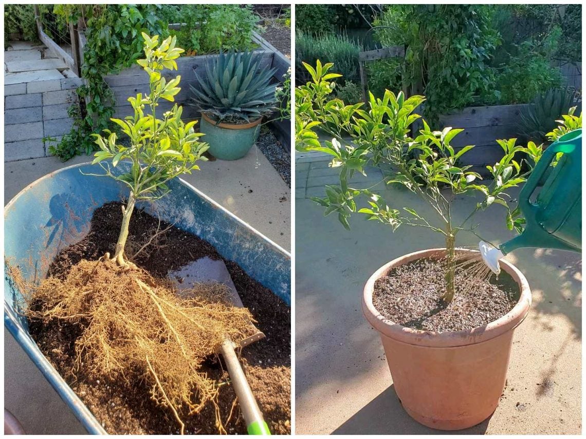 The Benefits of Using Mycorrhizae in the Garden ~ Homestead and Chill