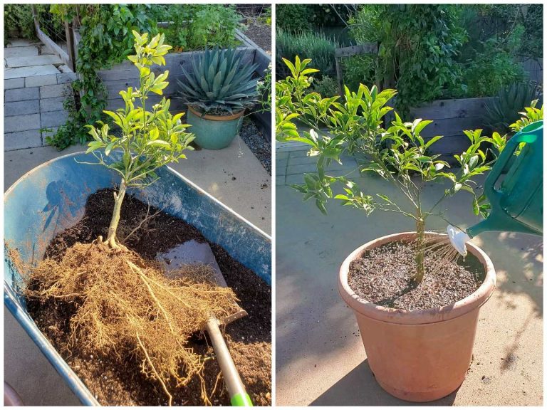 The Benefits of Using Mycorrhizae in the Garden ~ Homestead and Chill