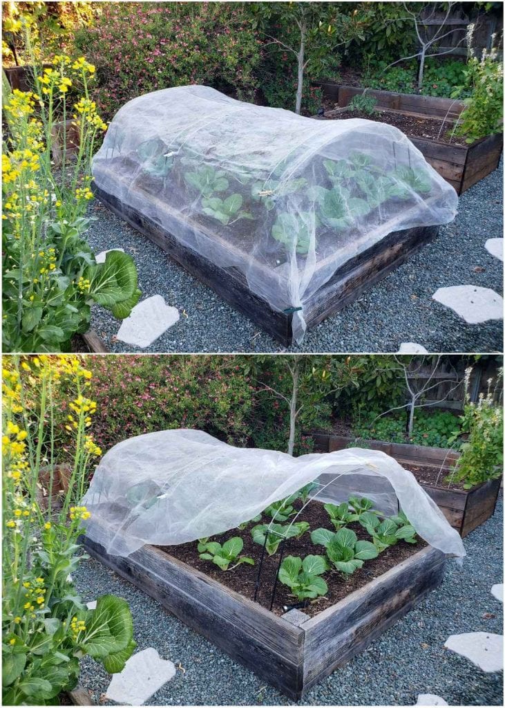 Transplanting Seedlings Outside: Tips for Success ~ Homestead and Chill