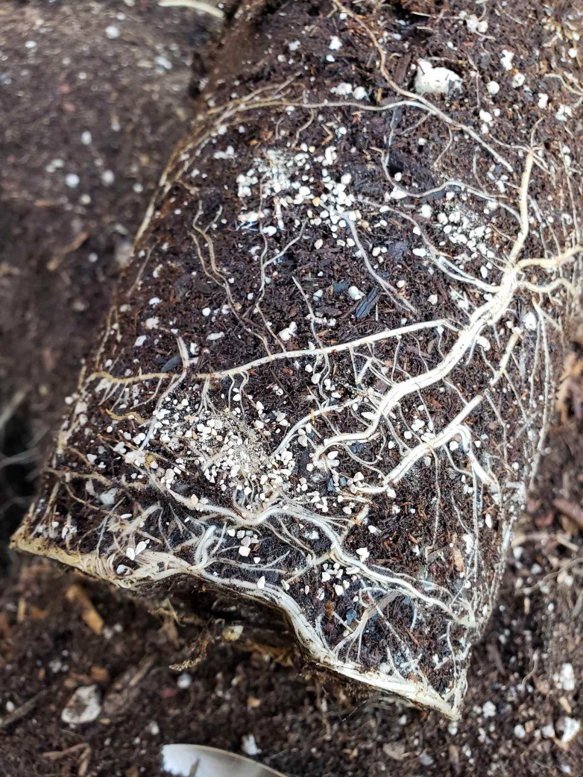 The Benefits of Using Mycorrhizae in the Garden ~ Homestead and Chill
