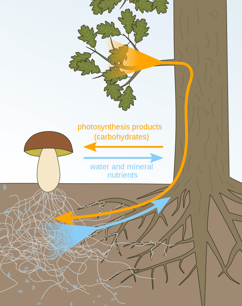 The Benefits of Using Mycorrhizae in the Garden ~ Homestead and Chill