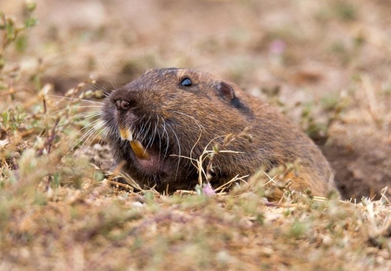 How to Make a Homemade Gopher Basket for Trees ~ Homestead and Chill