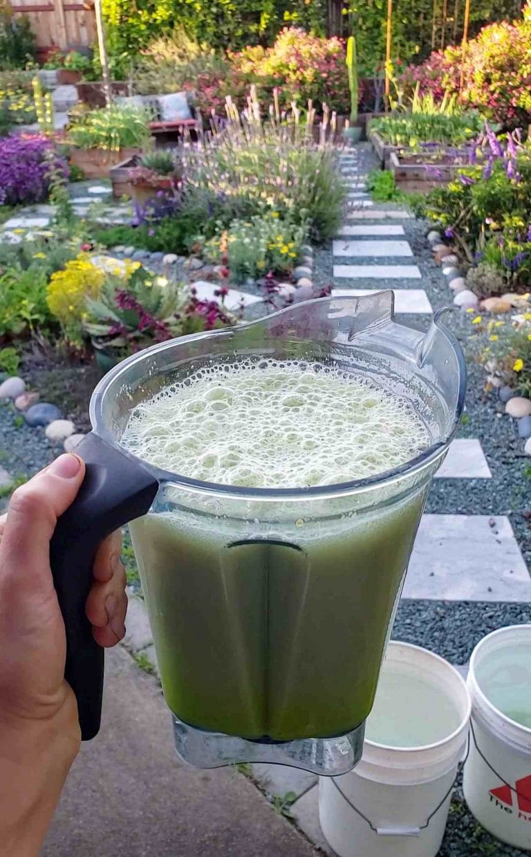 Homemade Fertilizer with Aloe Vera: Soil Drench or Foliar Spray ...