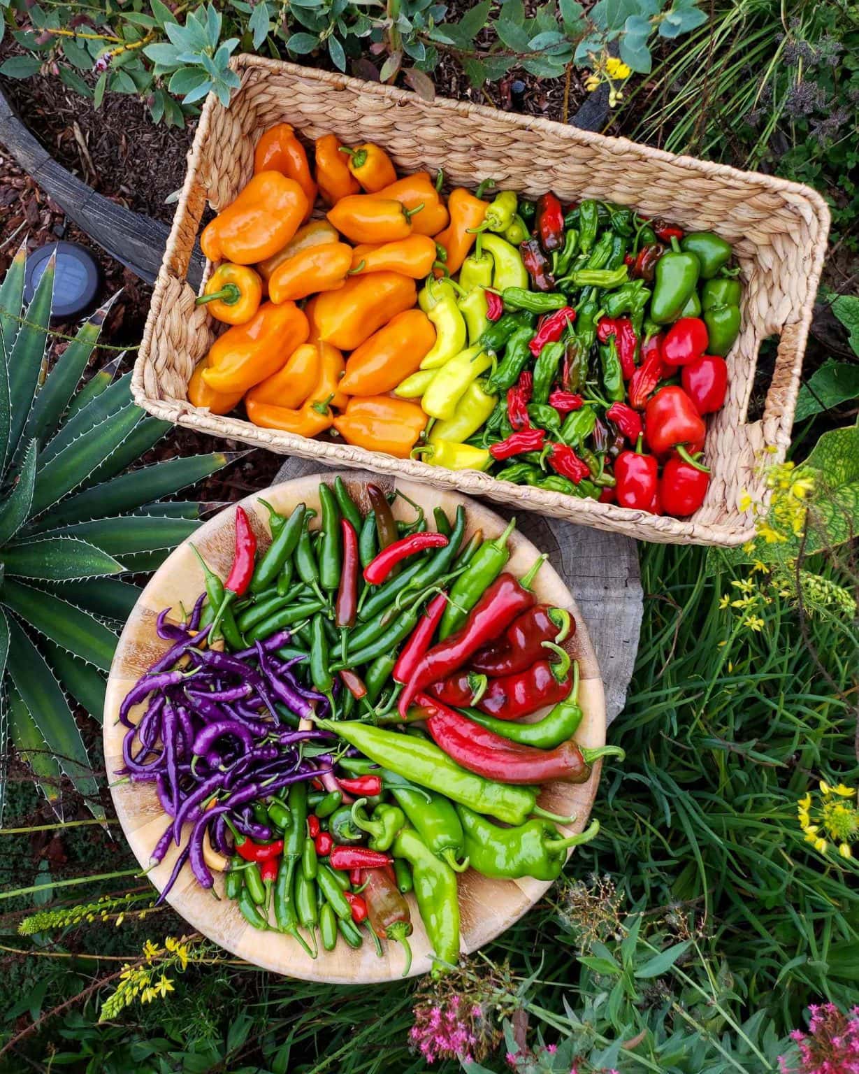 Best Summer Garden Vegetables and Flower Varieties to Grow ~ Homestead ...