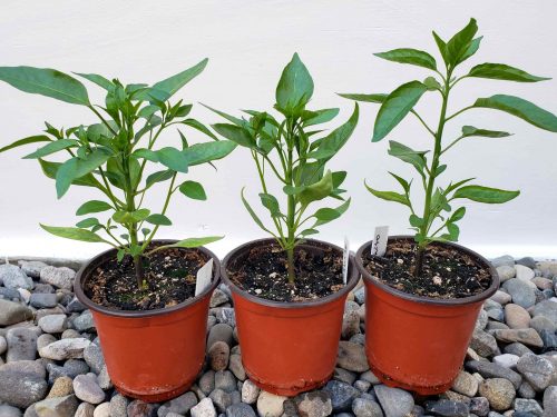 How to Grow Peppers and Chilis: Seed to Harvest ~ Homestead and Chill