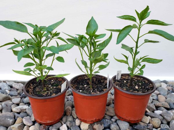 How to Grow Peppers and Chilis: Seed to Harvest ~ Homestead and Chill