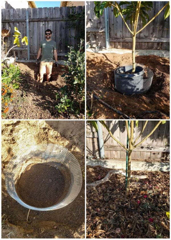 How to Make a Homemade Gopher Basket for Trees ~ Homestead and Chill