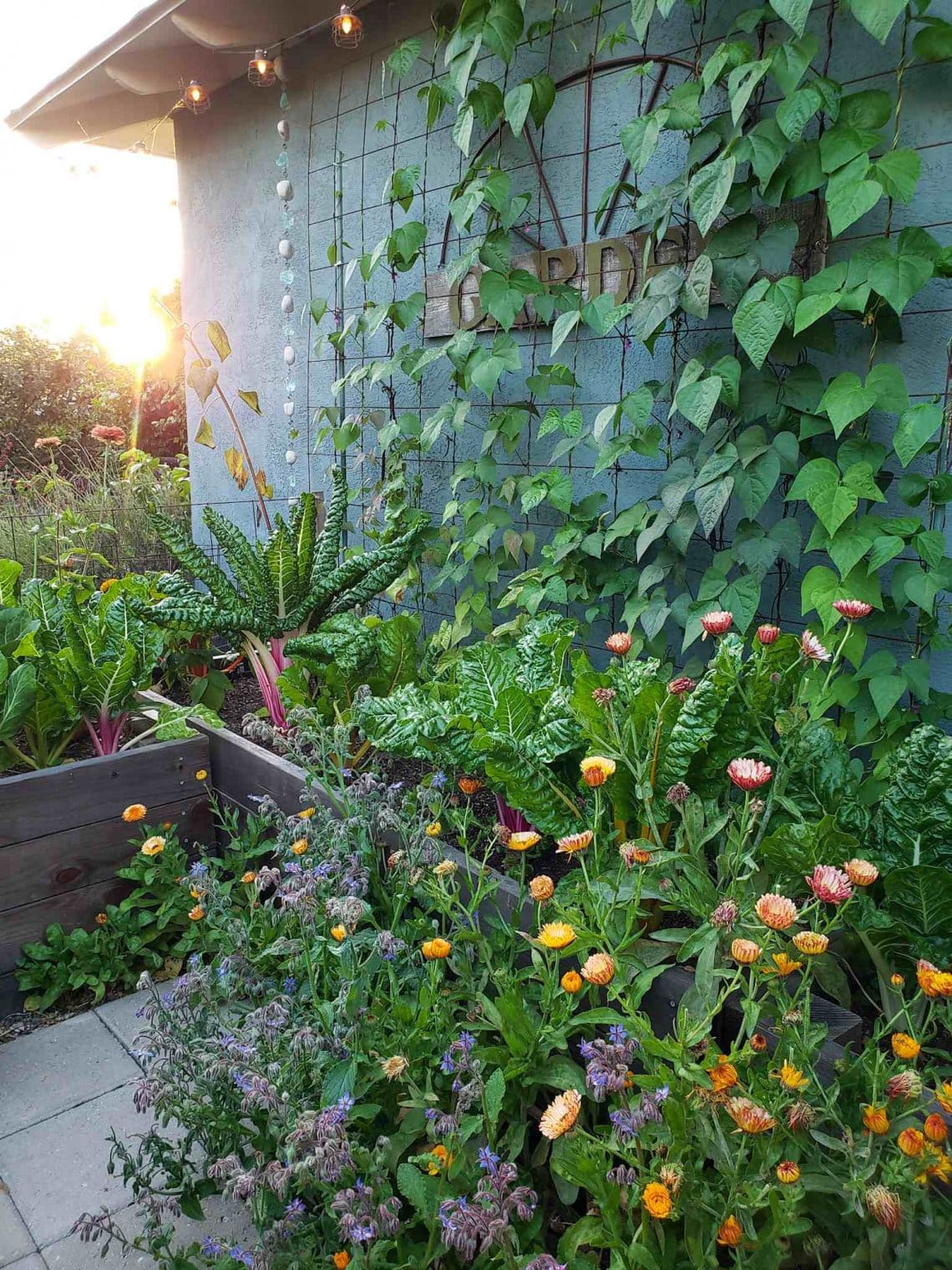 How to Get Rid of Powdery Mildew: Organic Treatment and Prevention ...