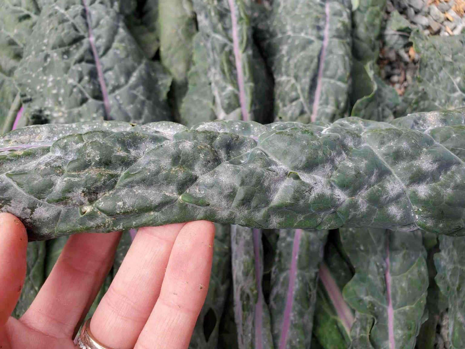 How to Get Rid of Powdery Mildew: Organic Treatment and Prevention ...