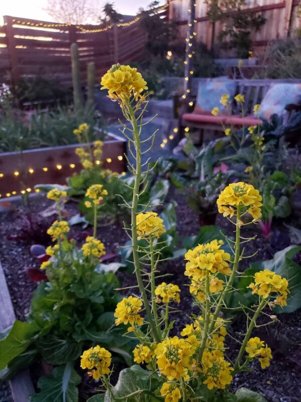 What is Bolting? How to Prevent Plants from Bolting ~ Homestead and Chill