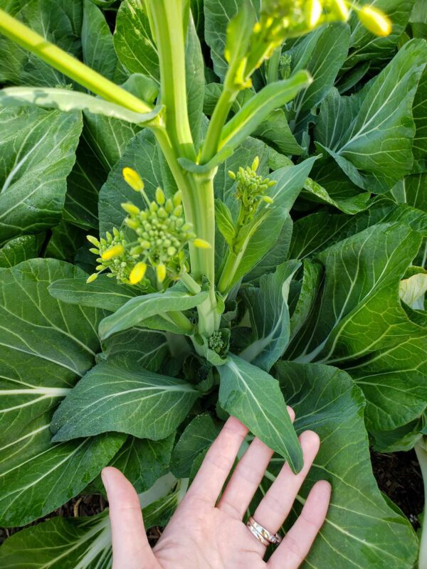 What is Bolting? How to Prevent Plants from Bolting ~ Homestead and Chill