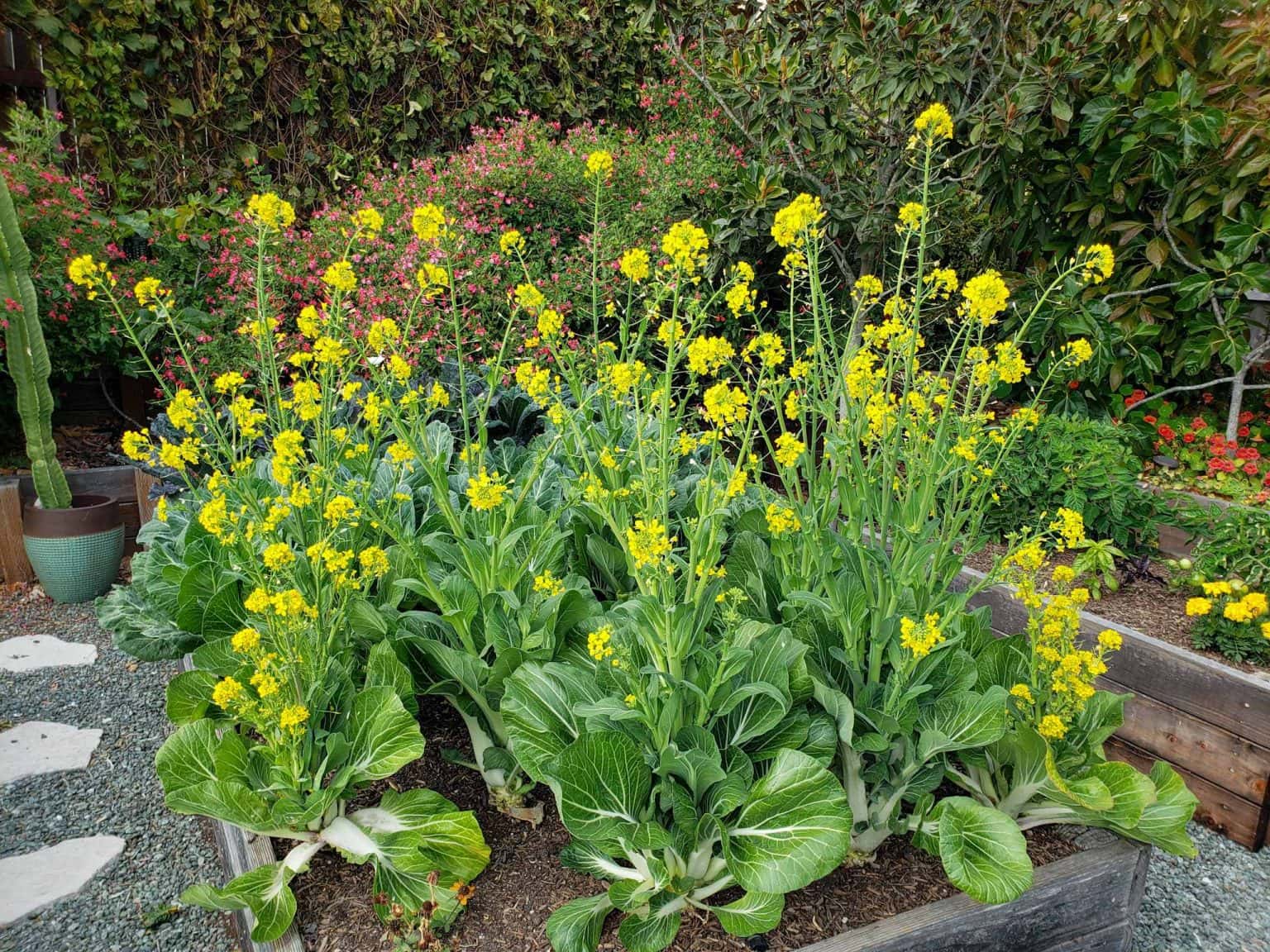 What is Bolting? How to Prevent Plants from Bolting ~ Homestead and Chill