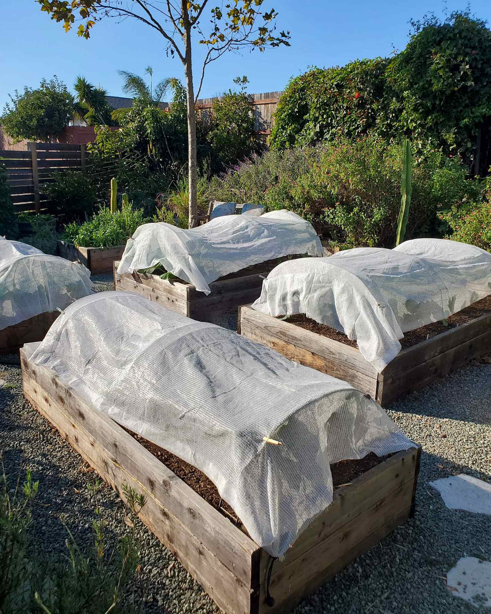 6 Ways to Protect Garden Plants in a Heat Wave ~ Homestead and Chill