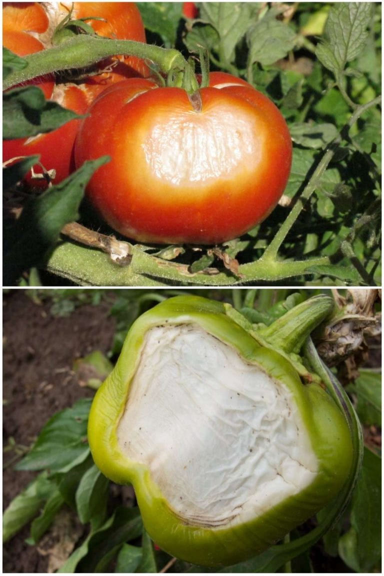 6 Ways to Protect Garden Plants in a Heat Wave ~ Homestead and Chill