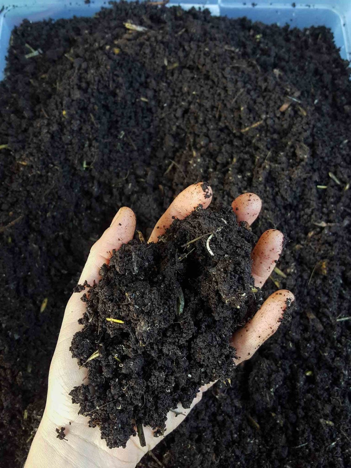 Worm Castings 101: Benefits to Plants and Soil ~ Homestead and Chill