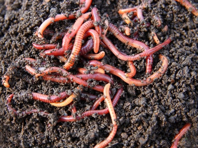 Worm Castings 101: Benefits to Plants and Soil ~ Homestead and Chill