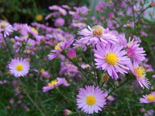 Best Fall Flowers: 18 Flowers that Bloom in Fall ~ Homestead and Chill