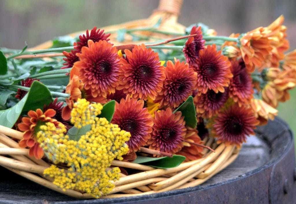 Best Fall Flowers: 18 Flowers that Bloom in Fall ~ Homestead and Chill