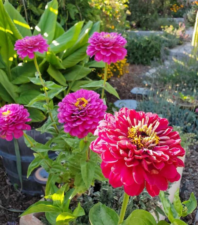 Best Fall Flowers: 18 Flowers that Bloom in Fall ~ Homestead and Chill