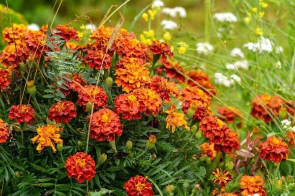 Best Fall Flowers: 18 Flowers that Bloom in Fall ~ Homestead and Chill