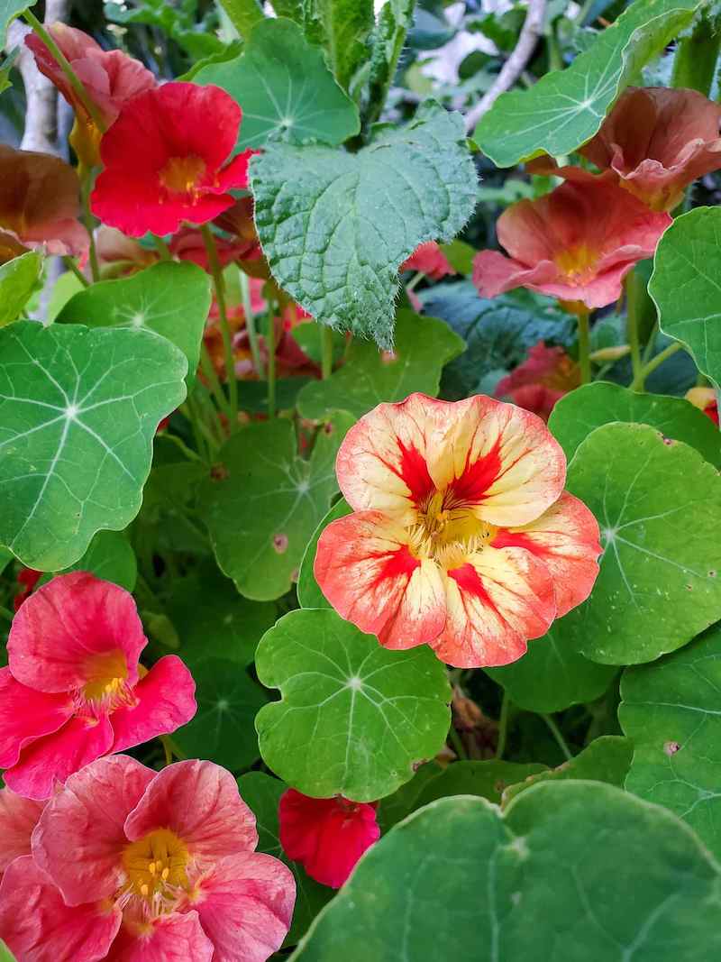 Best Fall Flowers: 18 Flowers that Bloom in Fall ~ Homestead and Chill