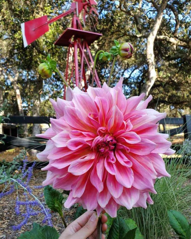Best Fall Flowers: 18 Flowers that Bloom in Fall ~ Homestead and Chill