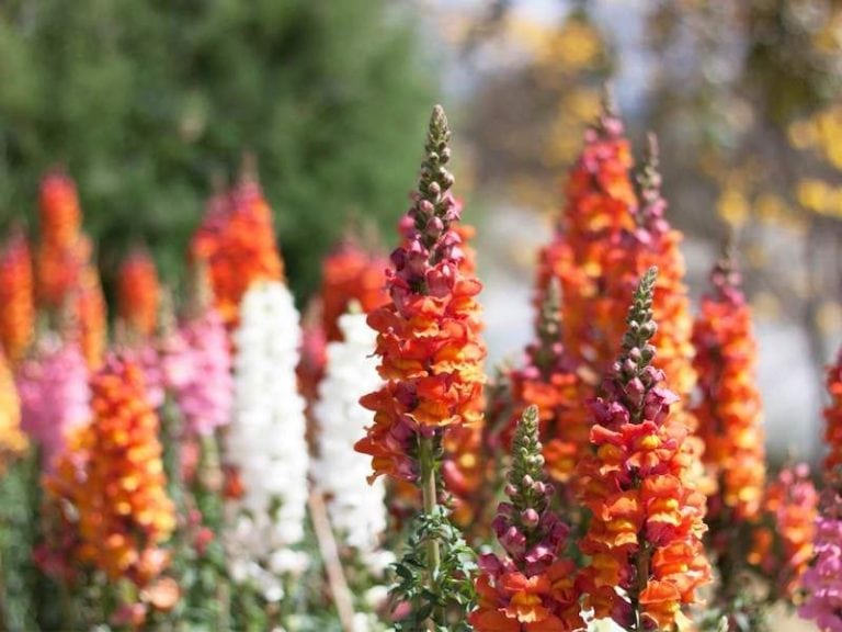 Best Fall Flowers: 18 Flowers that Bloom in Fall ~ Homestead and Chill