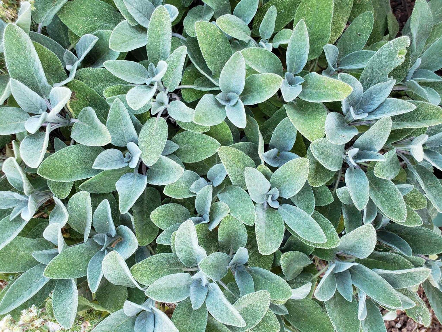 How to Propagate (Grow) Sage Cuttings in Water or Soil ~ Homestead and ...