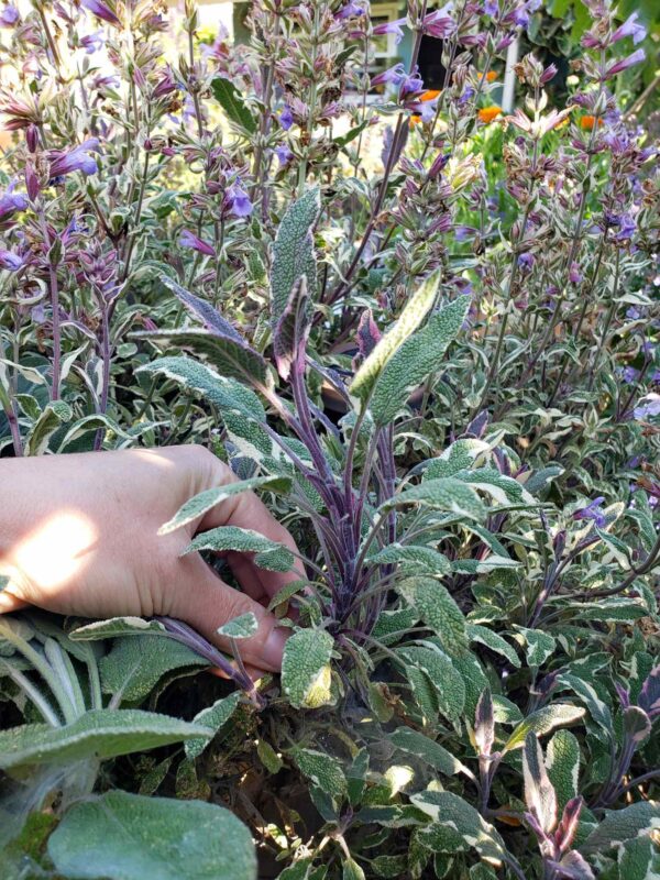 How to Propagate (Grow) Sage Cuttings in Water or Soil ~ Homestead and ...