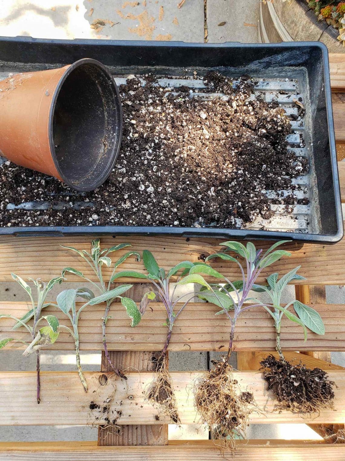 How to Propagate (Grow) Sage Cuttings in Water or Soil ~ Homestead and ...