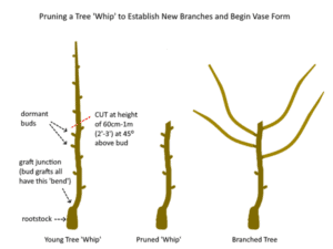 How to Grow Fig Trees: Varieties, Planting, Care & Harvesting ...