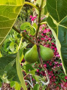 How to Grow Fig Trees: Varieties, Planting, Care & Harvesting ...