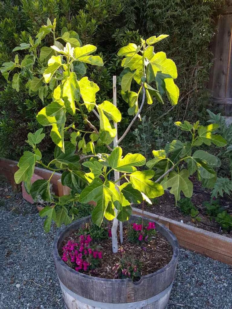 How to Grow Fig Trees: Varieties, Planting, Care & Harvesting ...