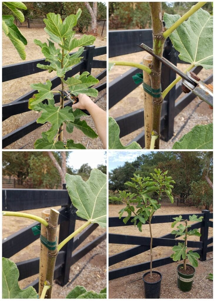 How to Grow Fig Trees: Varieties, Planting, Care & Harvesting ...