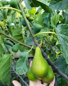 How to Grow Fig Trees: Varieties, Planting, Care & Harvesting ...