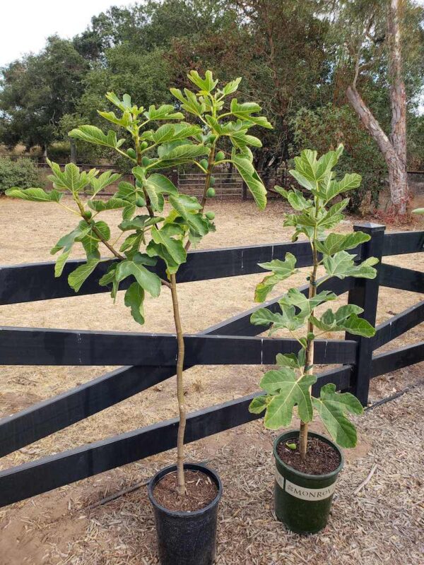 How to Grow Fig Trees: Varieties, Planting, Care & Harvesting ...