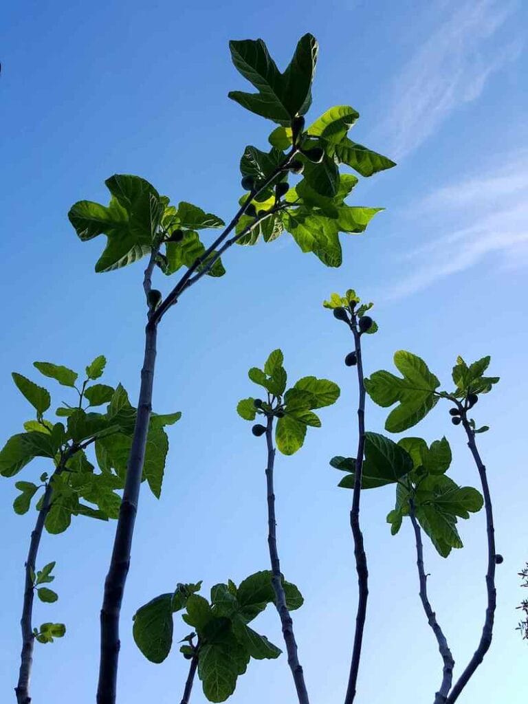 How to Grow Fig Trees: Varieties, Planting, Care & Harvesting ...