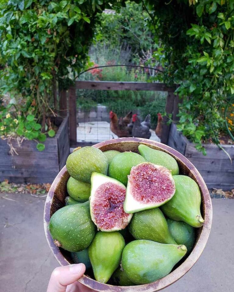 How to Grow Fig Trees: Varieties, Planting, Care & Harvesting ...