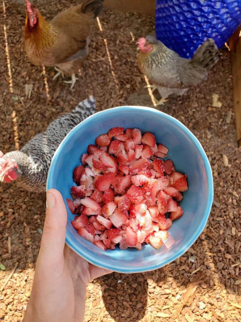 10 Ways to Keep Chickens Cool During Hot Summer Weather or Heat Waves ...