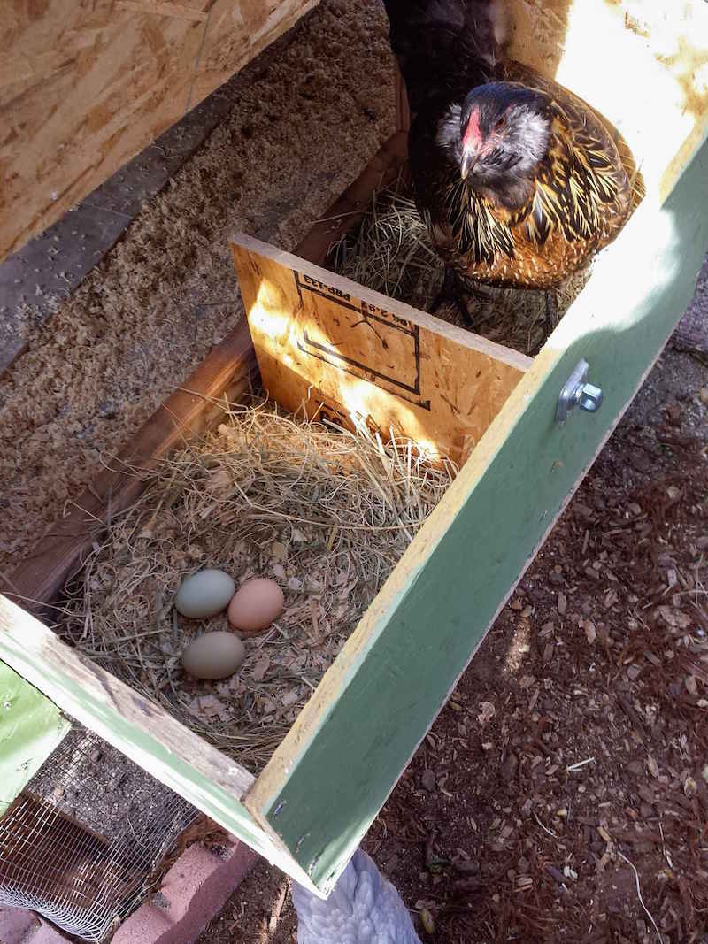 When Do Chickens Start Laying Eggs 5 Tell Tale Signs It S Soon