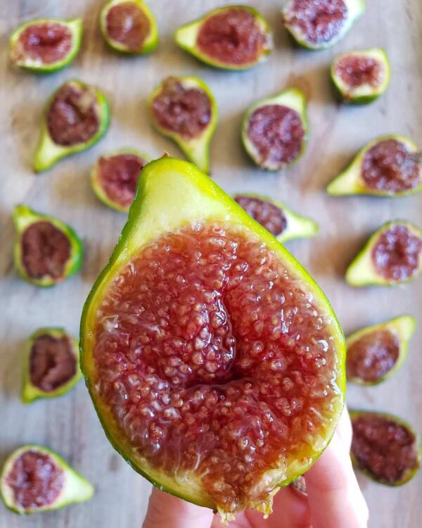 18 Fantastic Fig Tree Varieties to Grow at Home ~ Homestead and Chill