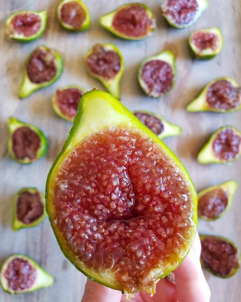 18 Fantastic Fig Tree Varieties to Grow at Home ~ Homestead and Chill