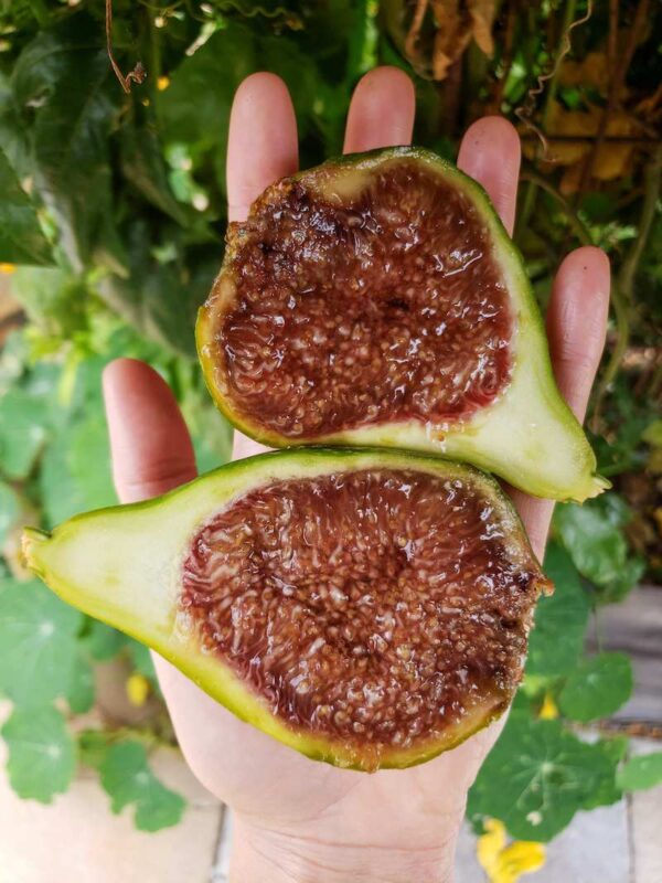 18 Fantastic Fig Tree Varieties to Grow at Home ~ Homestead and Chill