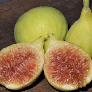 18 Fantastic Fig Tree Varieties to Grow at Home ~ Homestead and Chill