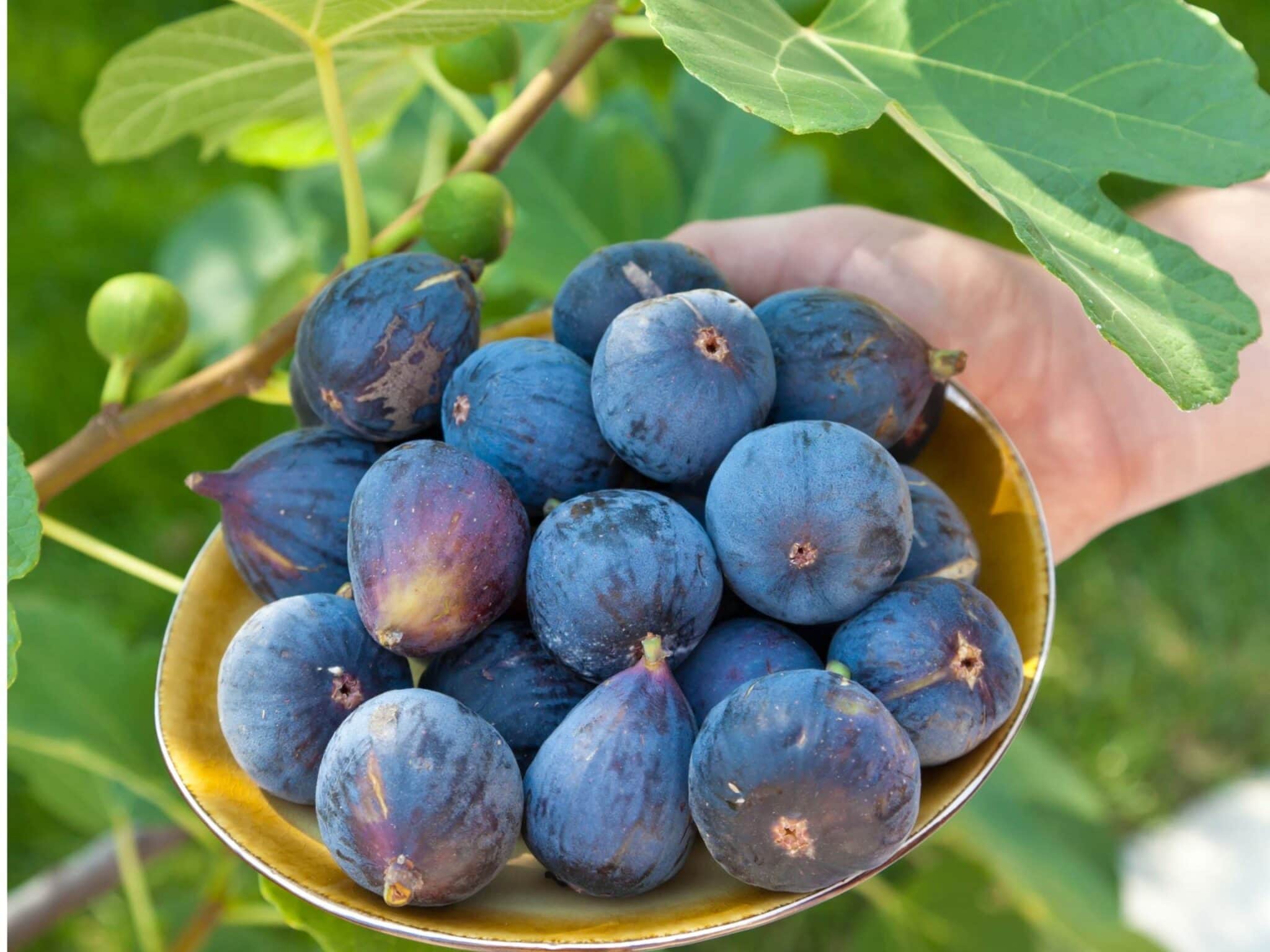 18 Fantastic Fig Tree Varieties to Grow at Home ~ Homestead and Chill