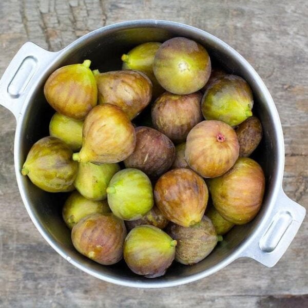 18 Fantastic Fig Tree Varieties to Grow at Home ~ Homestead and Chill