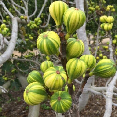 18 Fantastic Fig Tree Varieties to Grow at Home ~ Homestead and Chill