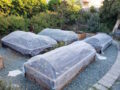 8 Organic Ways to Get Rid of Cabbage Worms & Cabbage Moths ~ Homestead ...